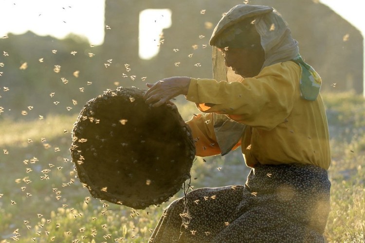 Movie Review: Everything’s not sweet in “Honeyland” | Movie Nation