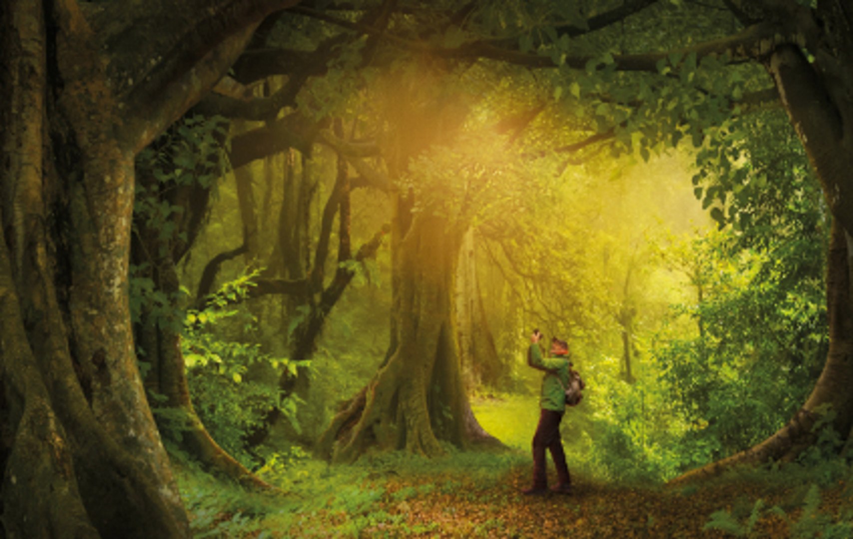 Documentary Review: Secrets of the forest revealed, “The Hidden Life of ...