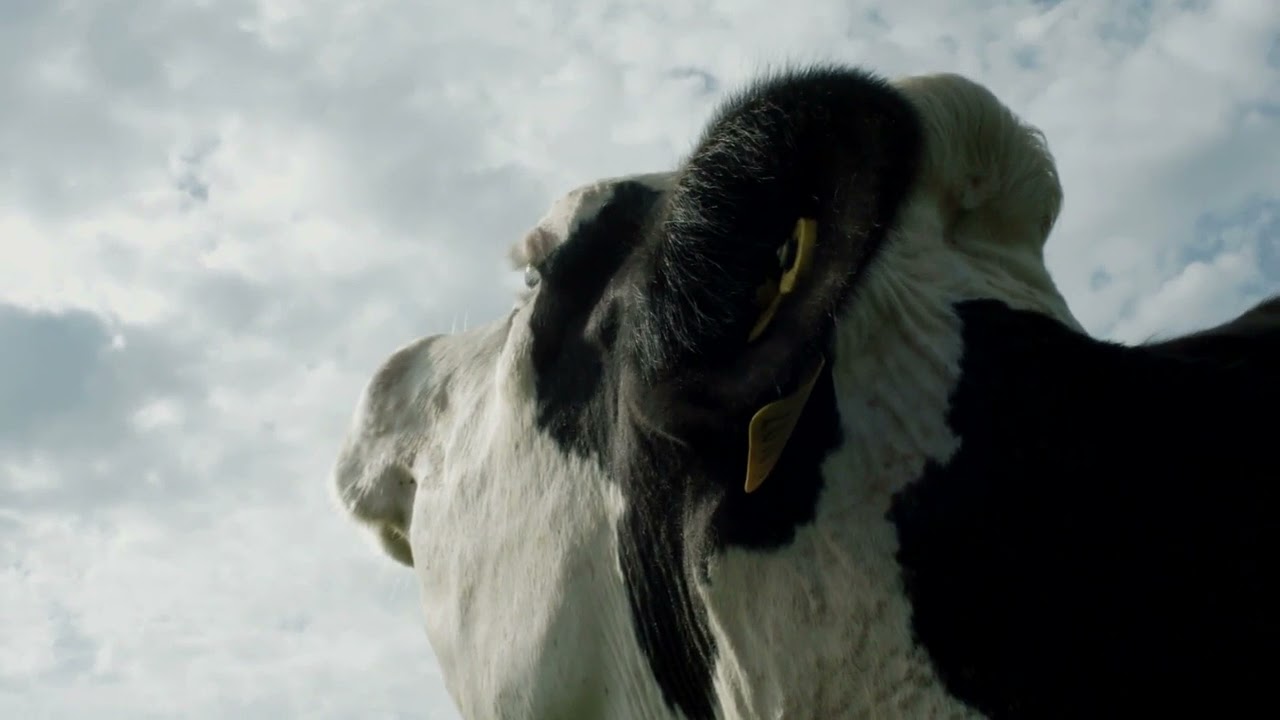 Documentary Review: Consider the Life of the Dairy “Cow” | Movie Nation