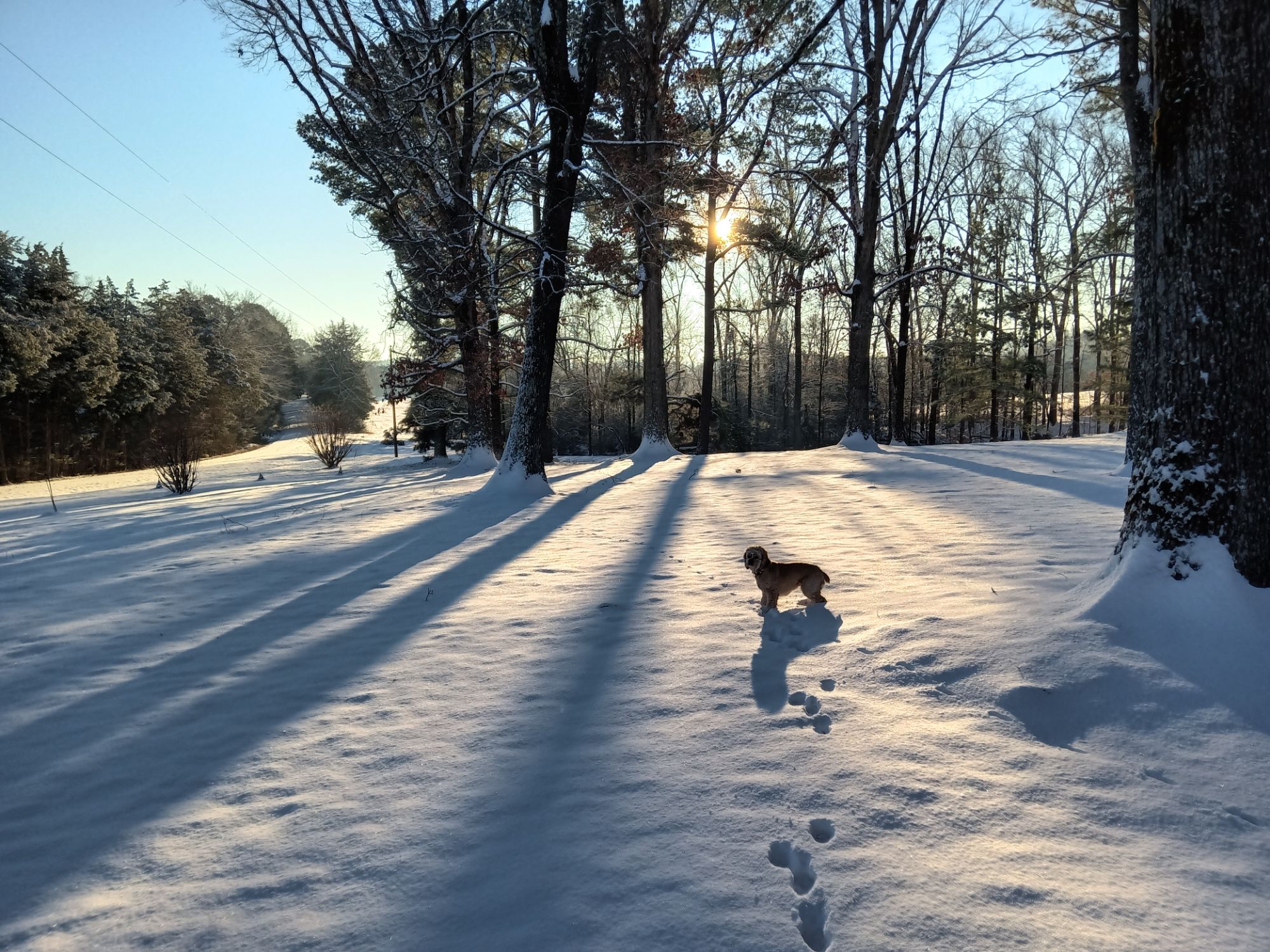 A Snow Day is always a movie day, but not to a Cocker Spaniel | Movie ...